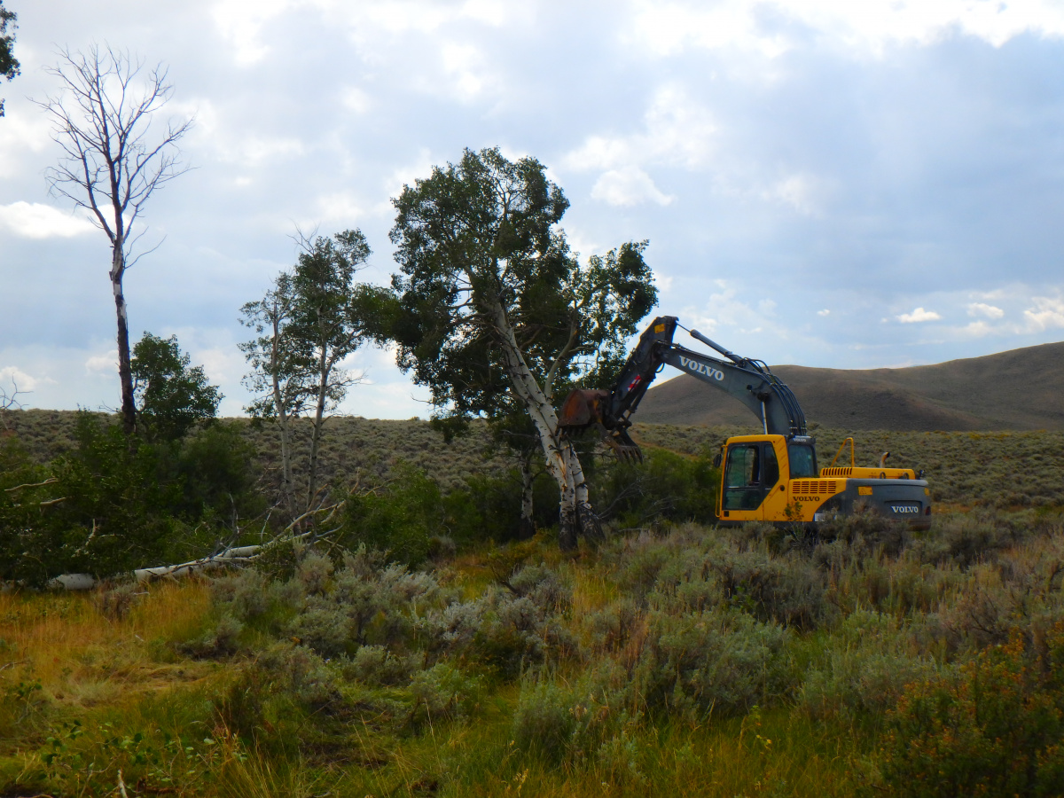 Dillon Field Office and local partners undertake unique aspen ...