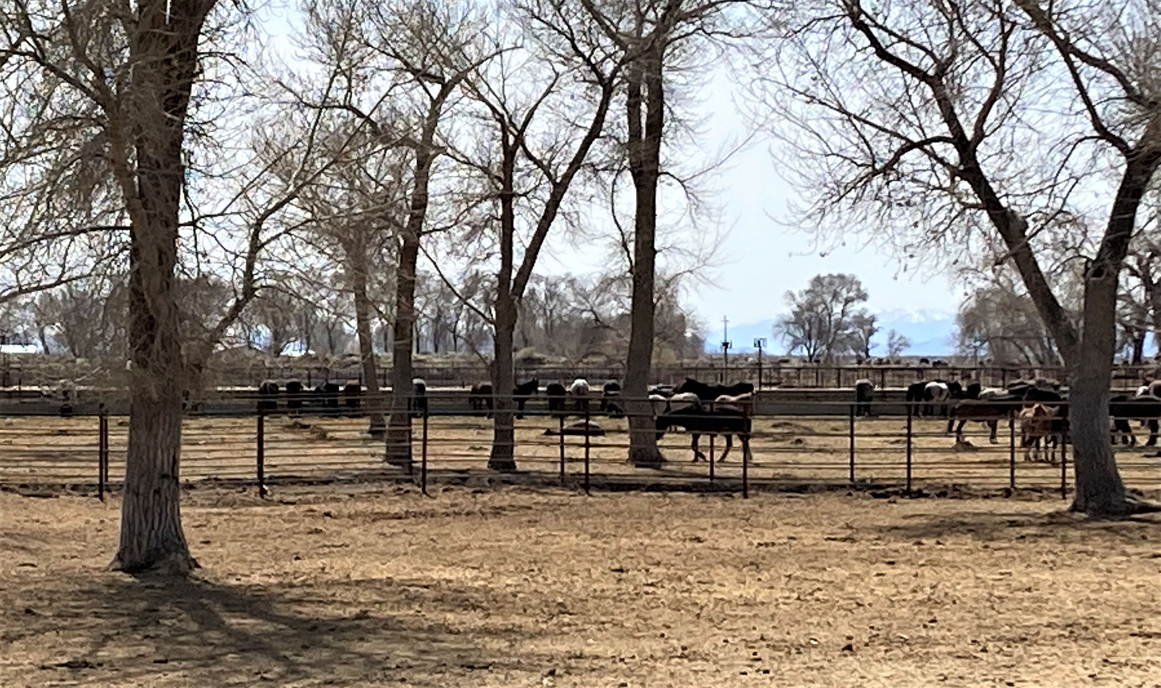 BLM offers public tour of wild horse corral in Fallon | Bureau of Land ...