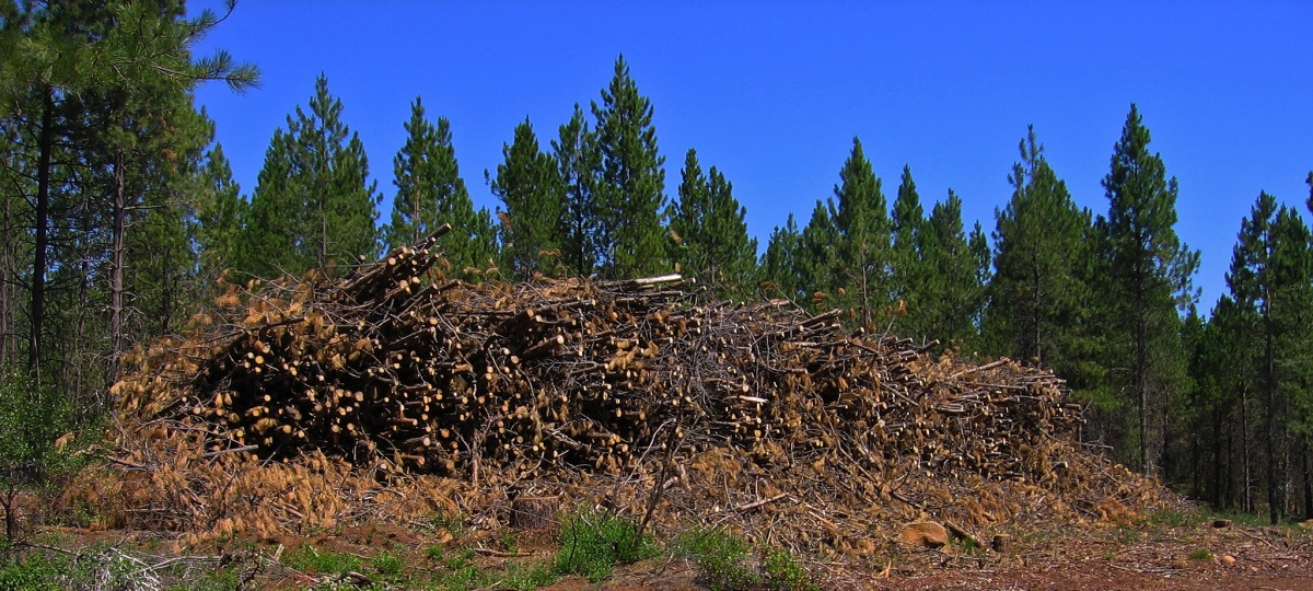 Biomass and Bioenergy | BUREAU OF LAND MANAGEMENT