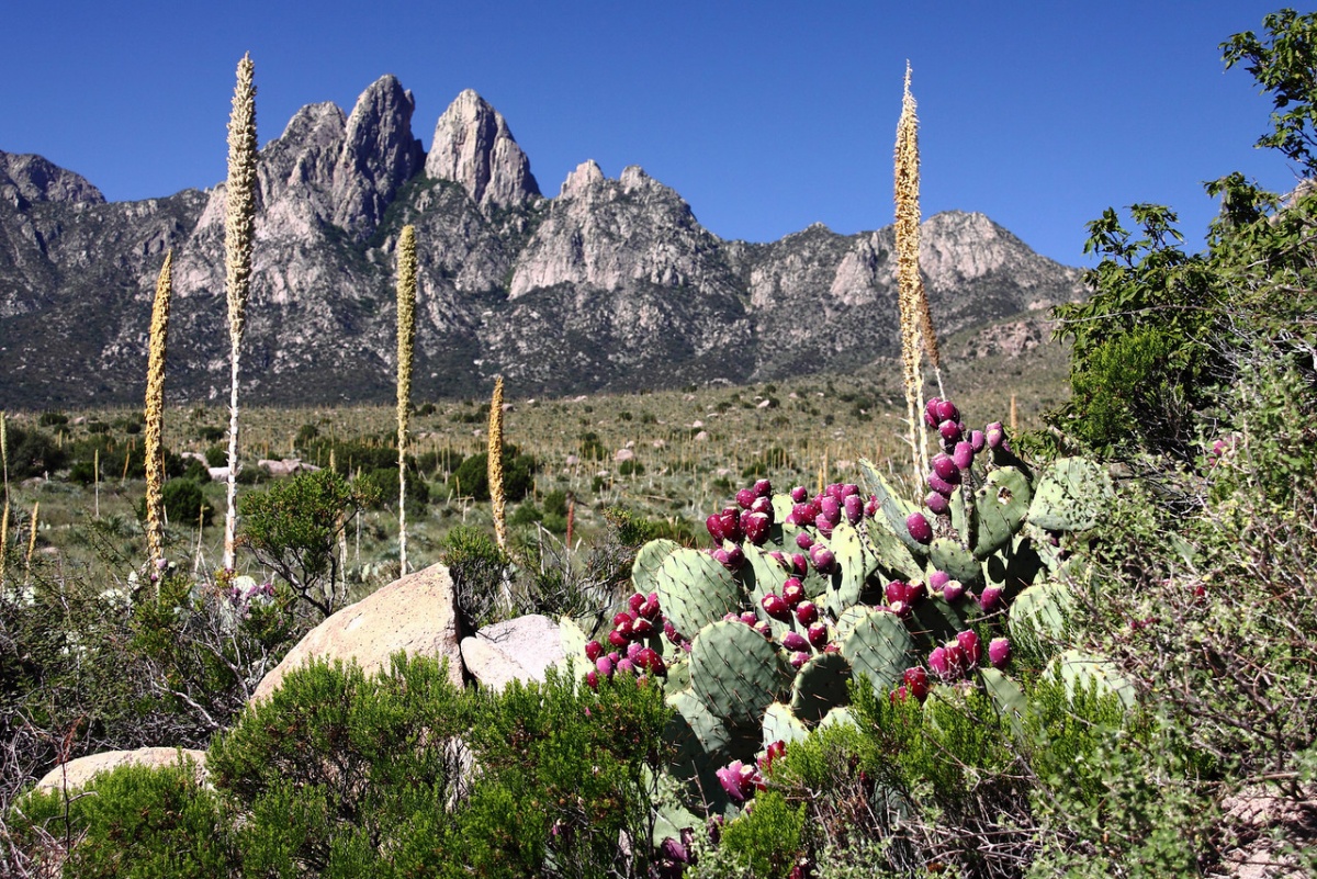New Mexico Native Plants And Trees For Landscaping