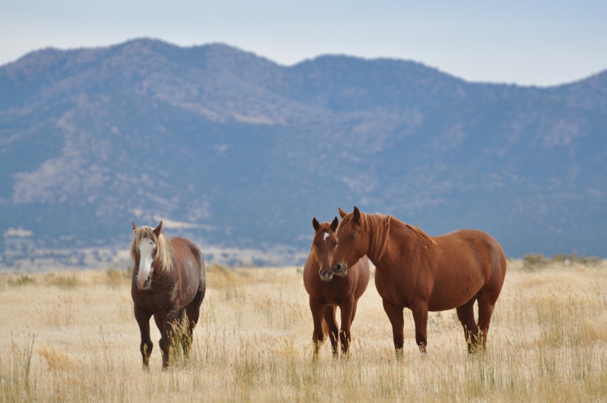 Maintaining Range and Herd Health | BUREAU OF LAND MANAGEMENT