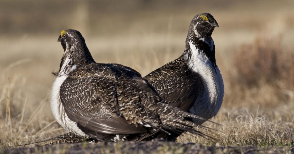 BLM Sage-grouse Plans | Bureau of Land Management