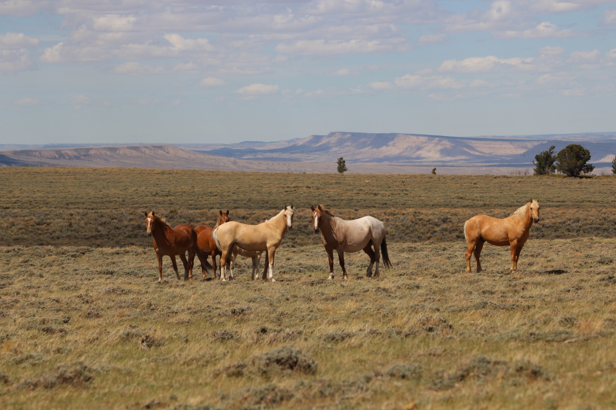 Herd Management | Bureau of Land Management