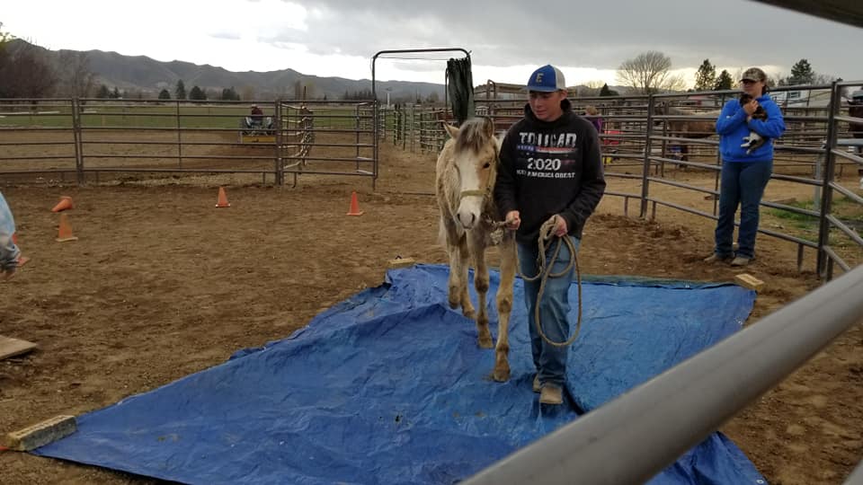 Adopt a 4-H Trained Wild Horse on April 11, 2020 | Bureau of Land ...