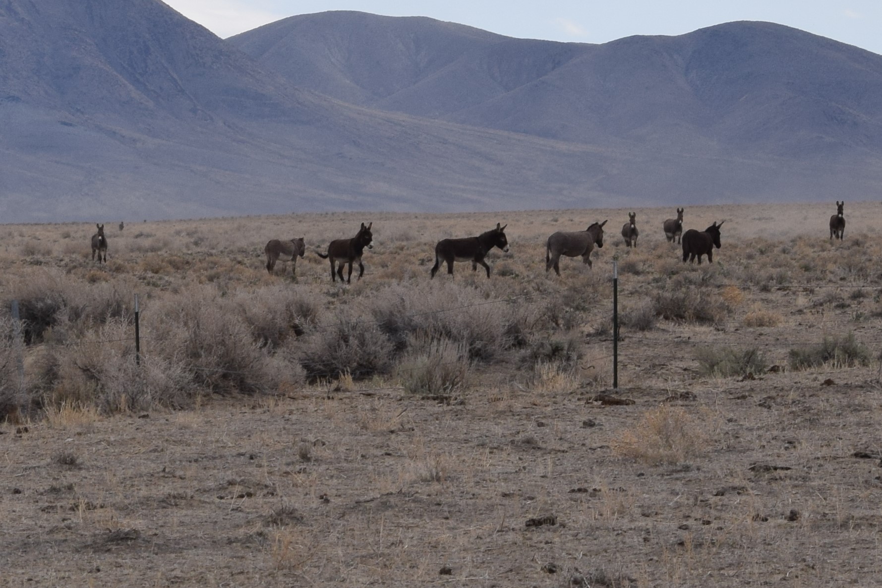 The Bureau of Land Management will begin the Shawave Mountains Herd ...