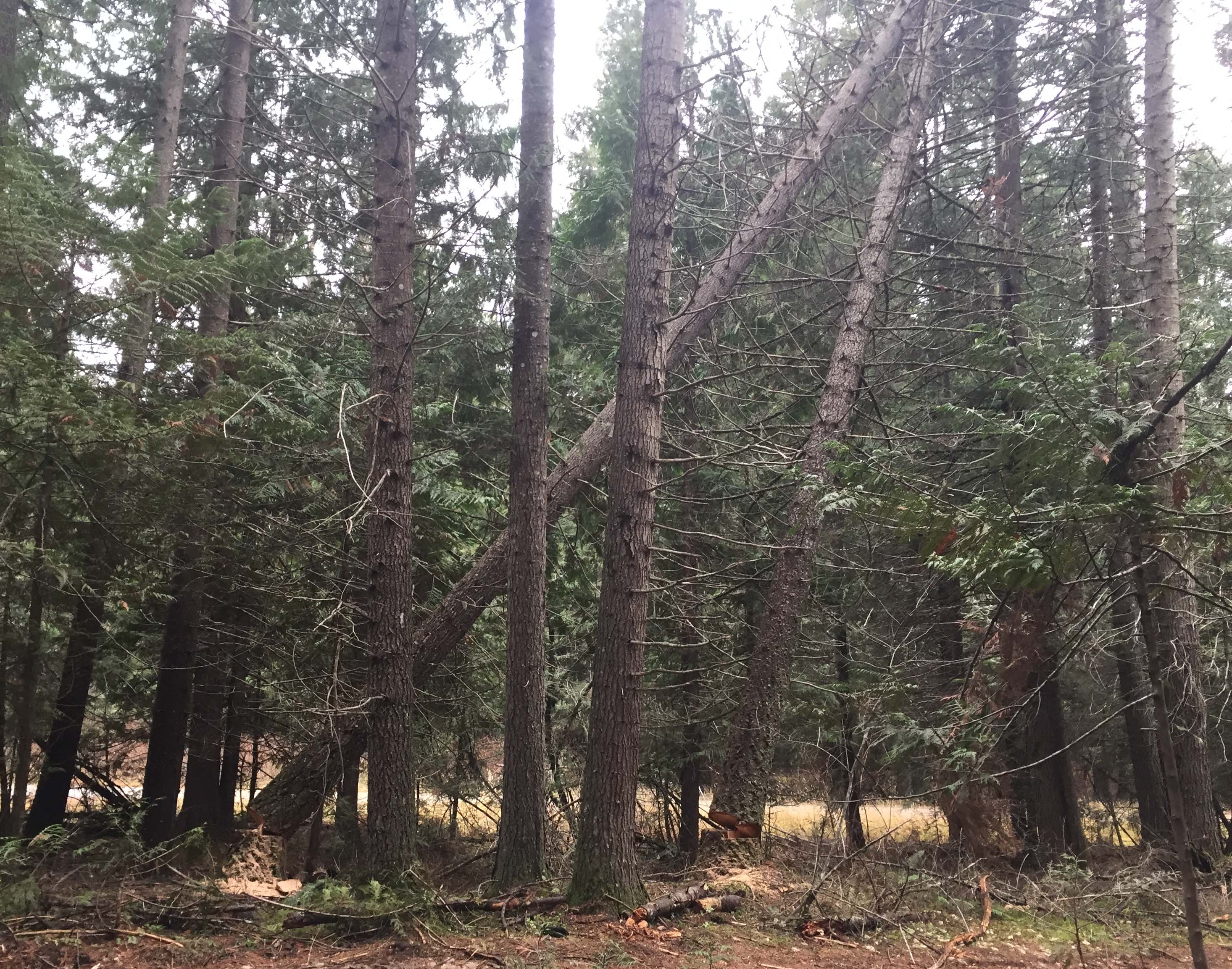 BLM offers reward for illegally cut trees | Bureau of Land Management