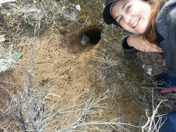 BLM Wildlife Biologist Lindsey Rush studies pygmy rabbit habitat in ...