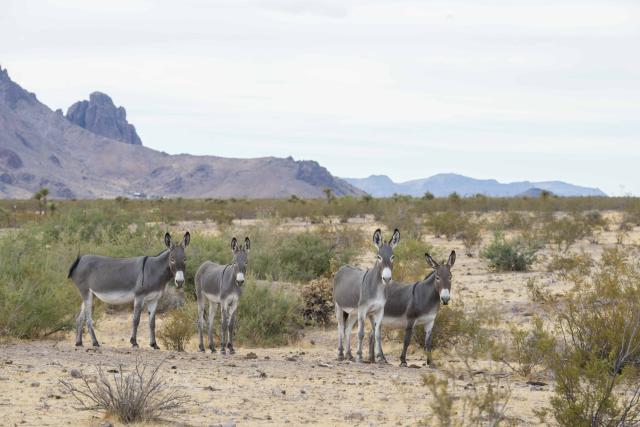 Wild Horse and Burro | Bureau of Land Management