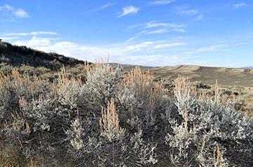 Greater Sage-Grouse | Bureau of Land Management