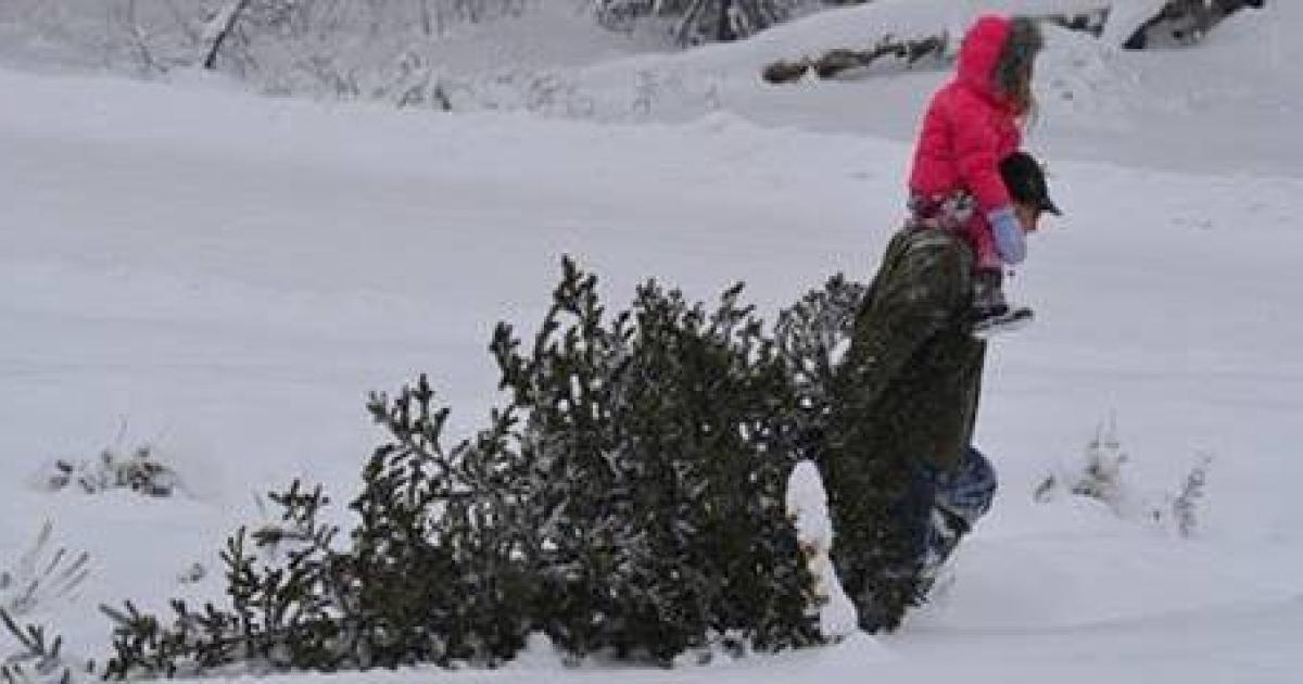 Christmas tree permits now available! | Bureau of Land Management