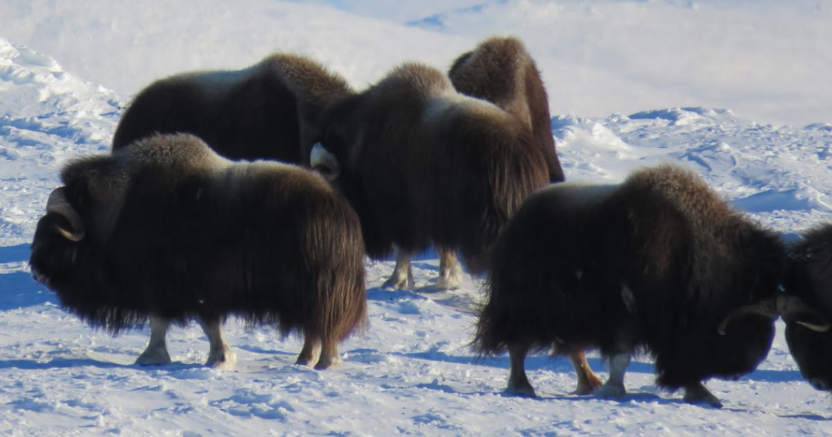 Subsistence Hunting Game Unit 22B | Bureau of Land Management