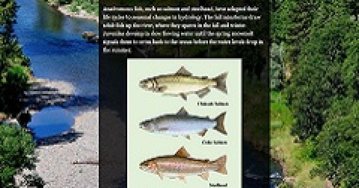 BLM Redding partners with community to restore iconic Trinity River in ...