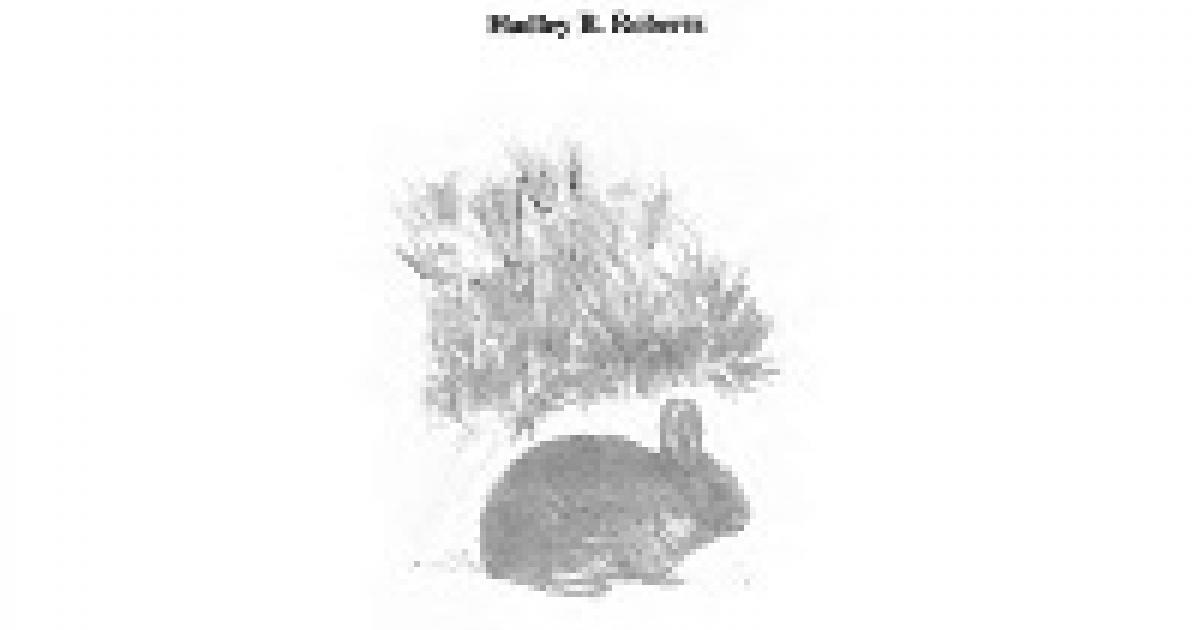 Status of the Pygmy Rabbit (Brachylagus Idahoensis) in Idaho | Bureau ...