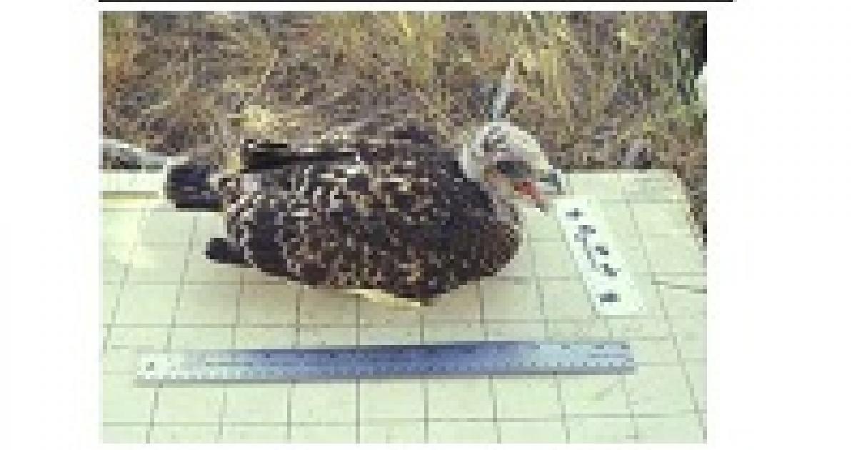 Photographic Guide for Aging Nestling Swainson's Hawks | Bureau of Land ...