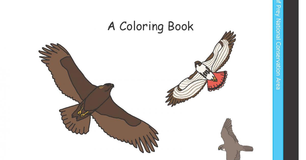 birds of prey coloring book