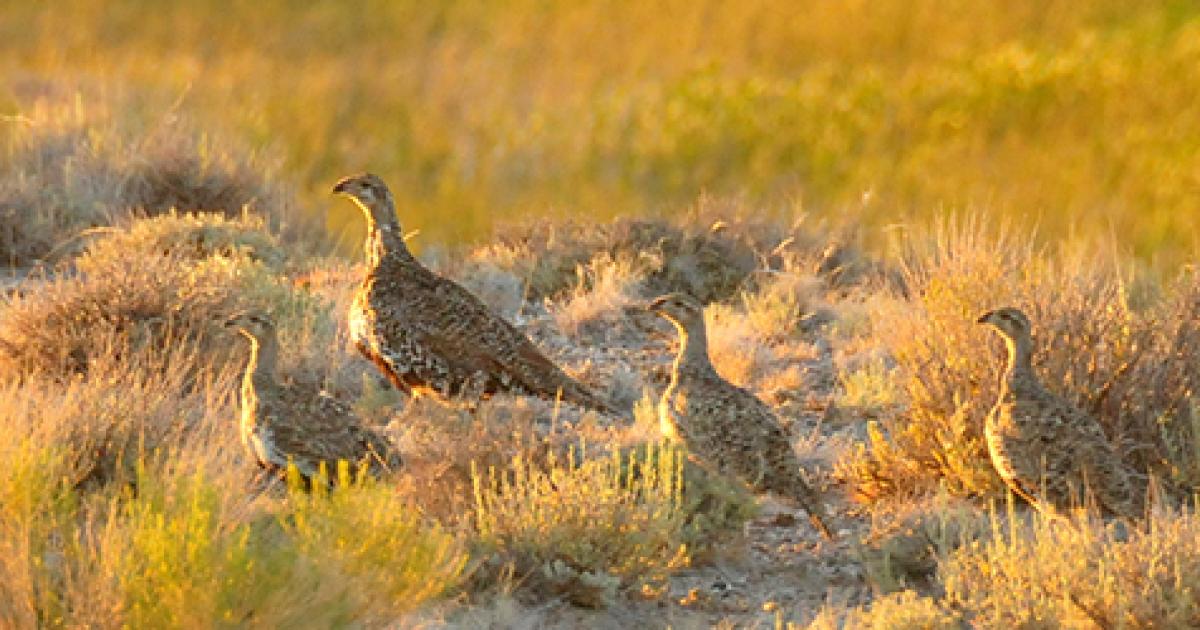 More than the numbers: Evaluating progress for sage-grouse conservation ...