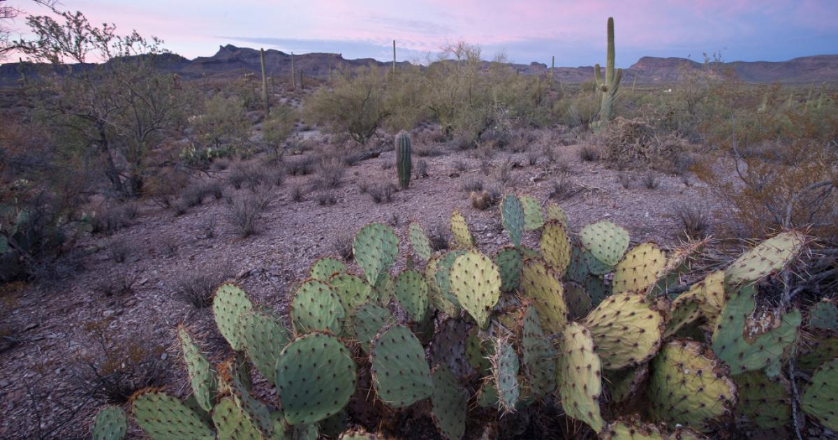 BLM Arizona Resource Advisory Council to meet in February and April ...