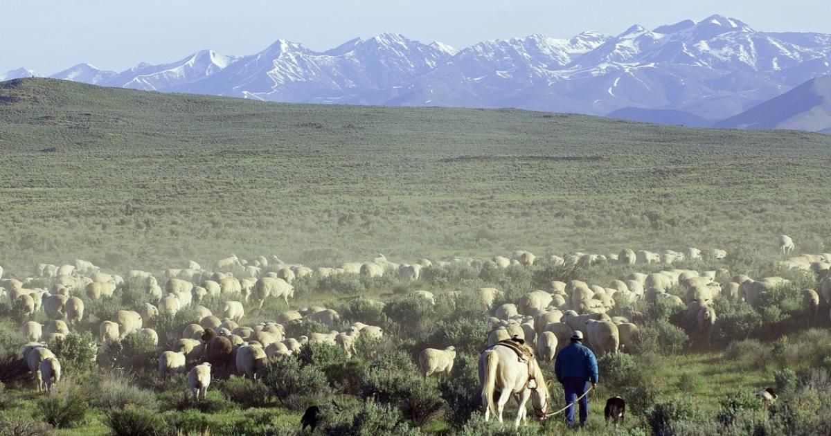 BLM, USDA Forest Service announce 2025 grazing fees | Bureau of Land ...