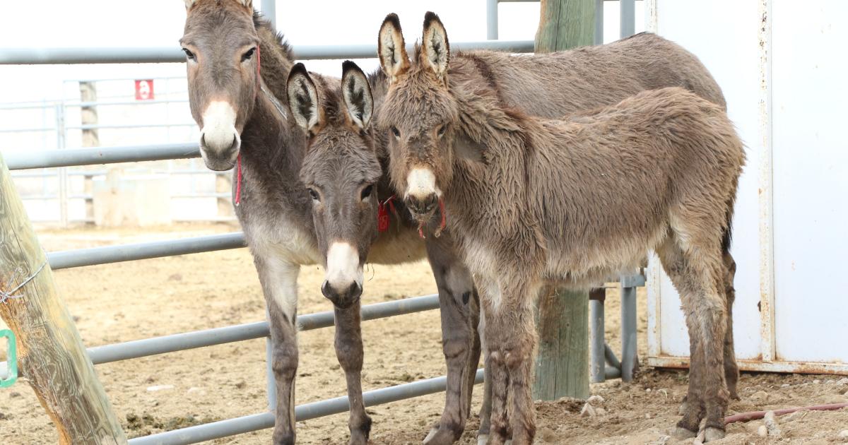 Nov. 8: BLM seeking good homes for wild horses and burros [Florence, AZ ...