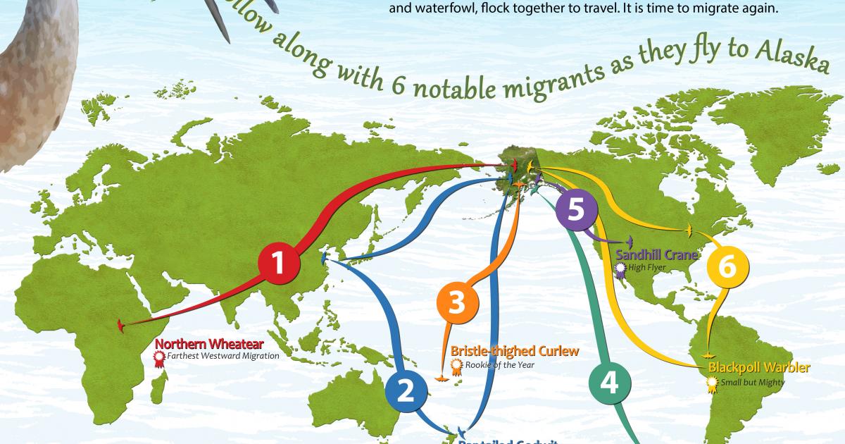 The AK Flyway Infographic | Bureau of Land Management
