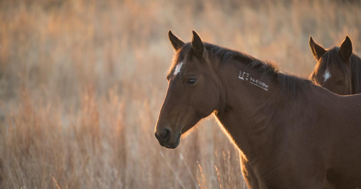 BLM schedules wild horse and burro event in Kellyville, Oklahoma ...