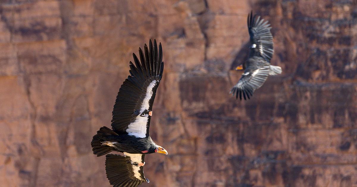 Watch five California Condors take their first flights in the wild ...