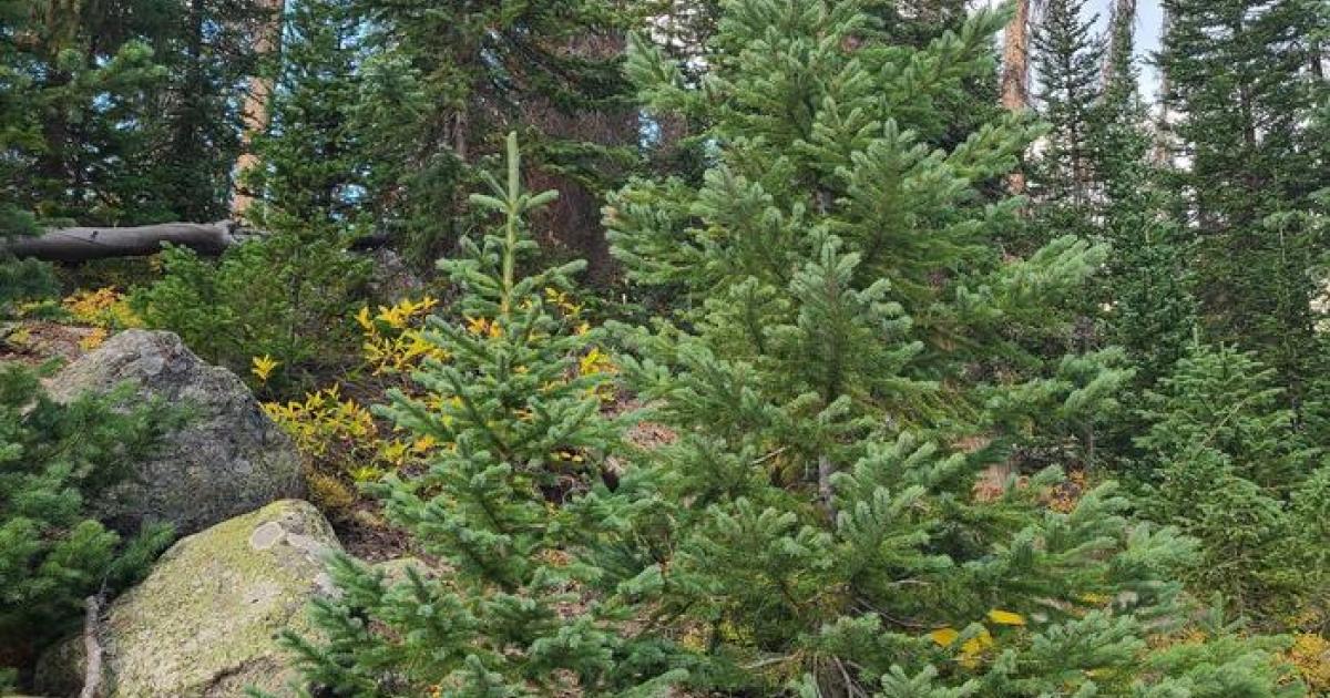 Christmas tree permits are available on public lands on the Arizona ...