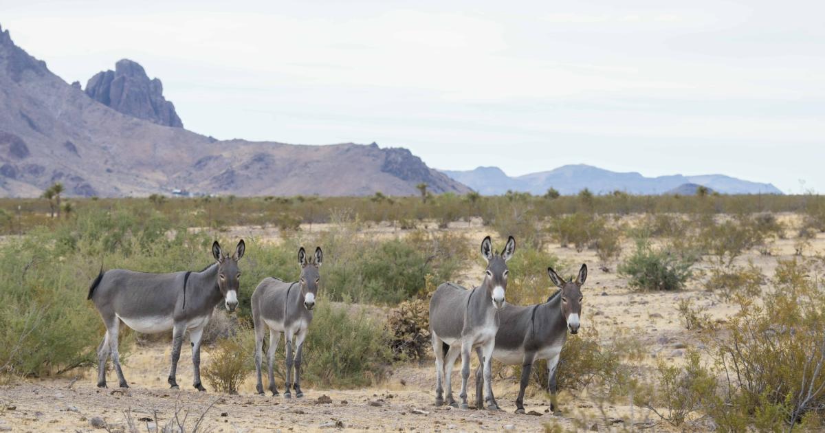BLM releases annual plan for wild horse and burro gathers and fertility ...