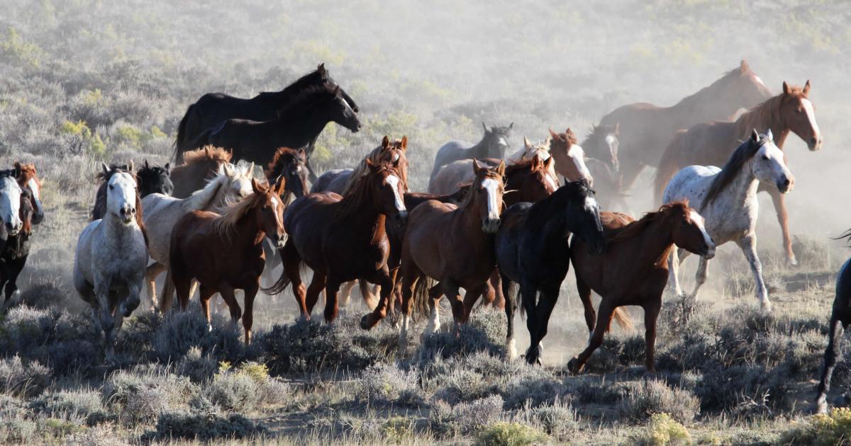 Top 5 things to know about the Wild Horse and Burro Program | Bureau of ...
