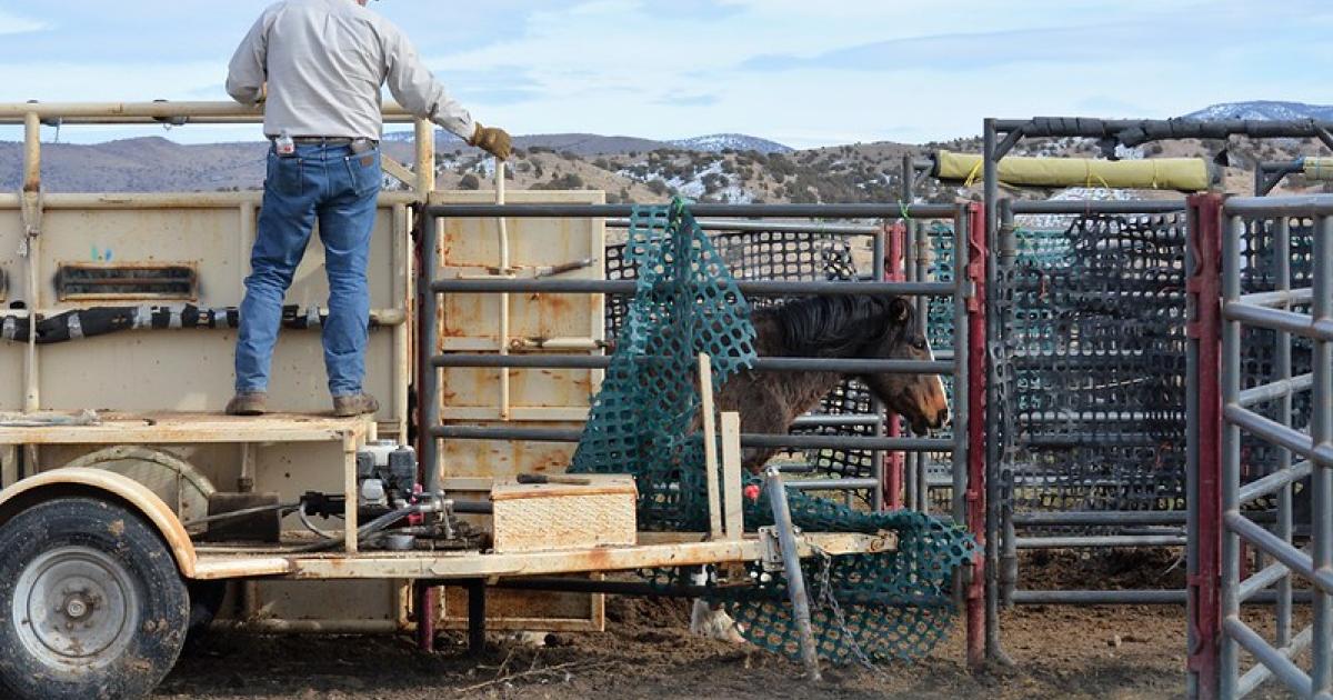 Numbers don’t lie: how the BLM safely gathers thousands of wild horses ...