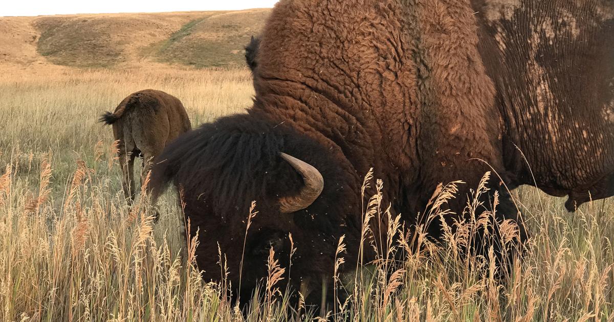 BLM finalizes bison grazing proposal EA, FONSI, and issues proposed ...