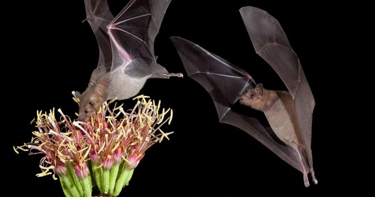 BLM promotes agave restoration to support bat conservation within Las ...