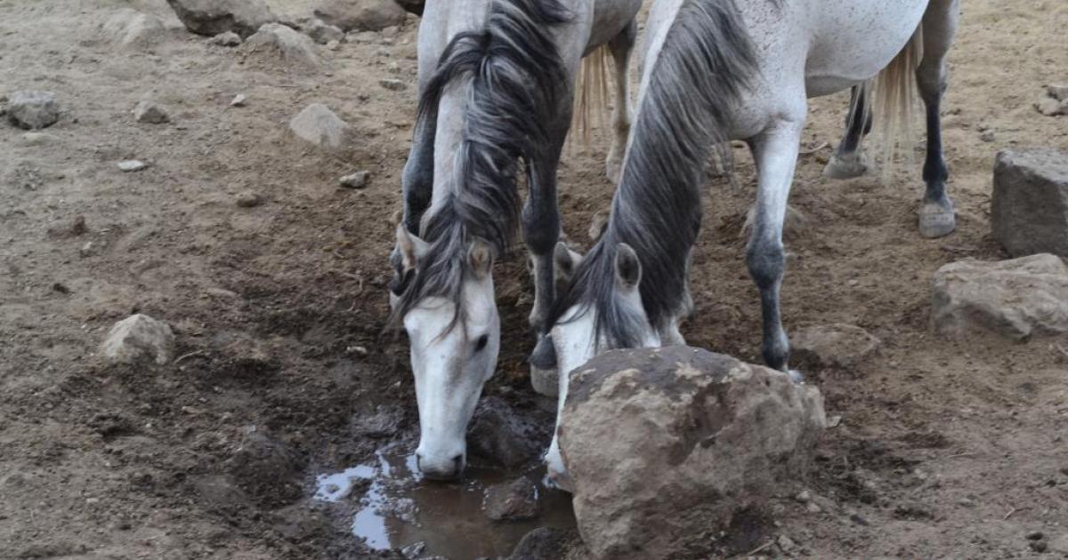 New estimates affirm continued overpopulation of wild horses and burros ...