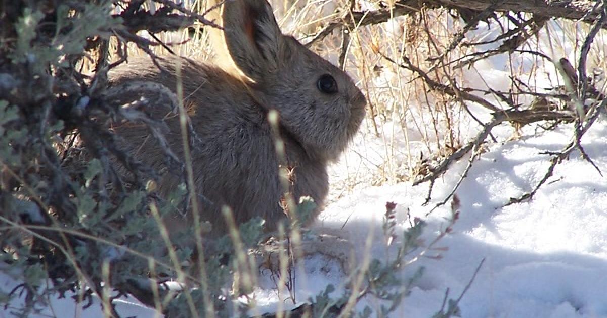 BLM Wildlife Biologist Lindsey Rush studies pygmy rabbit habitat in ...