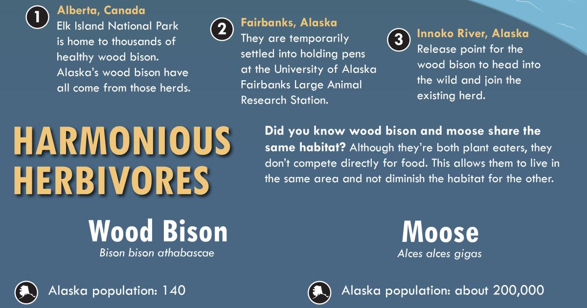 Alaska Wood Bison Infographic | Bureau of Land Management