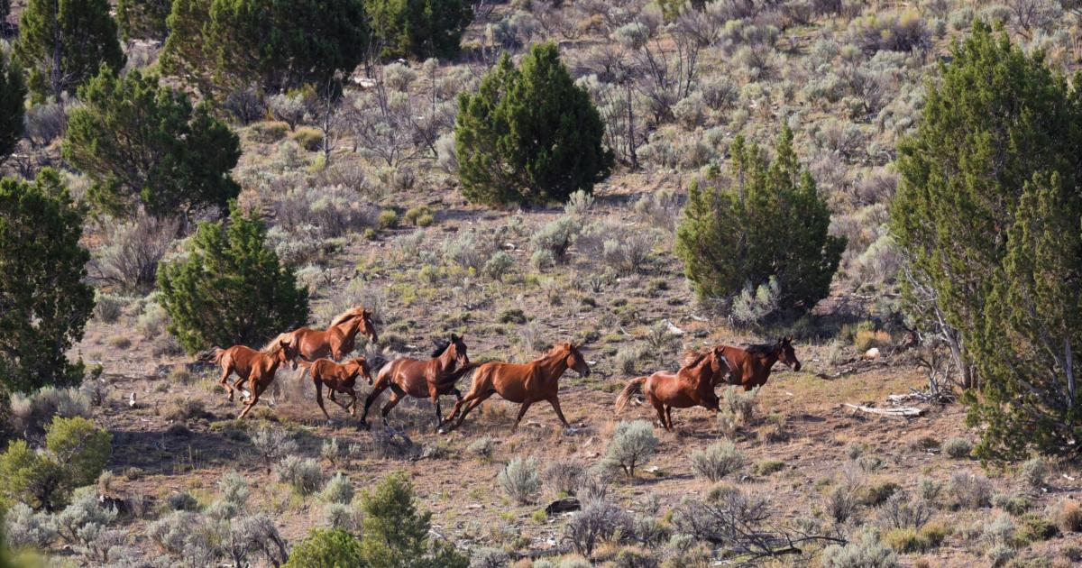 2022 Blawn Wash HMA and Bible Spring Complex Wild Horse Gather | Bureau ...