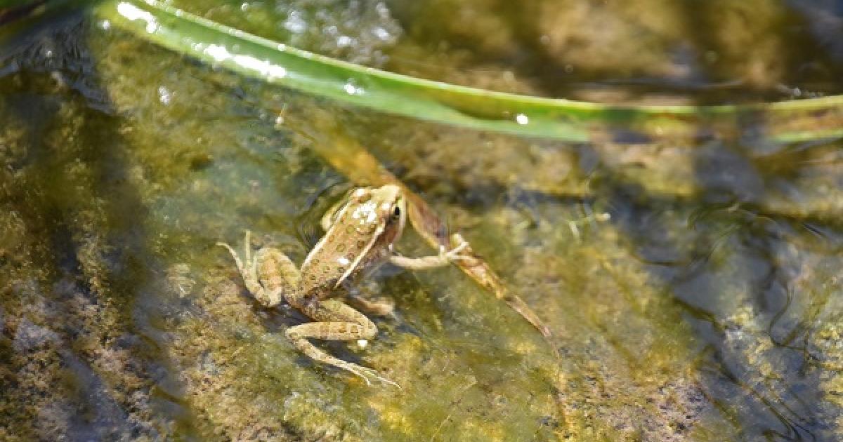 Moving day: Relict leopard frogs swimmingly happy in their new pad ...