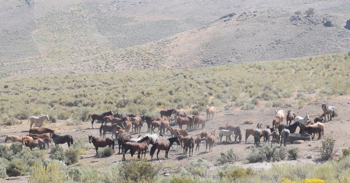Bureau of Land Management updates wild horse management in southern ...