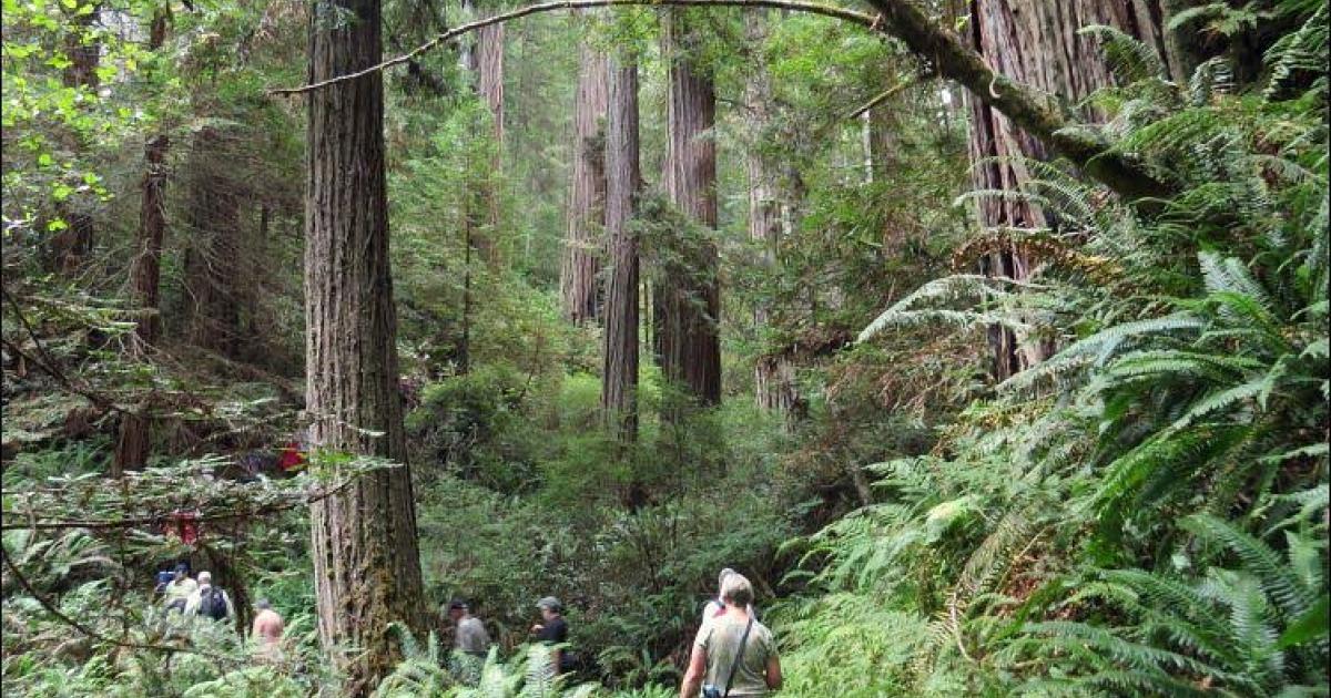 BLM Offers Salmon Pass Fall Public Hikes in Headwaters Forest Reserve ...