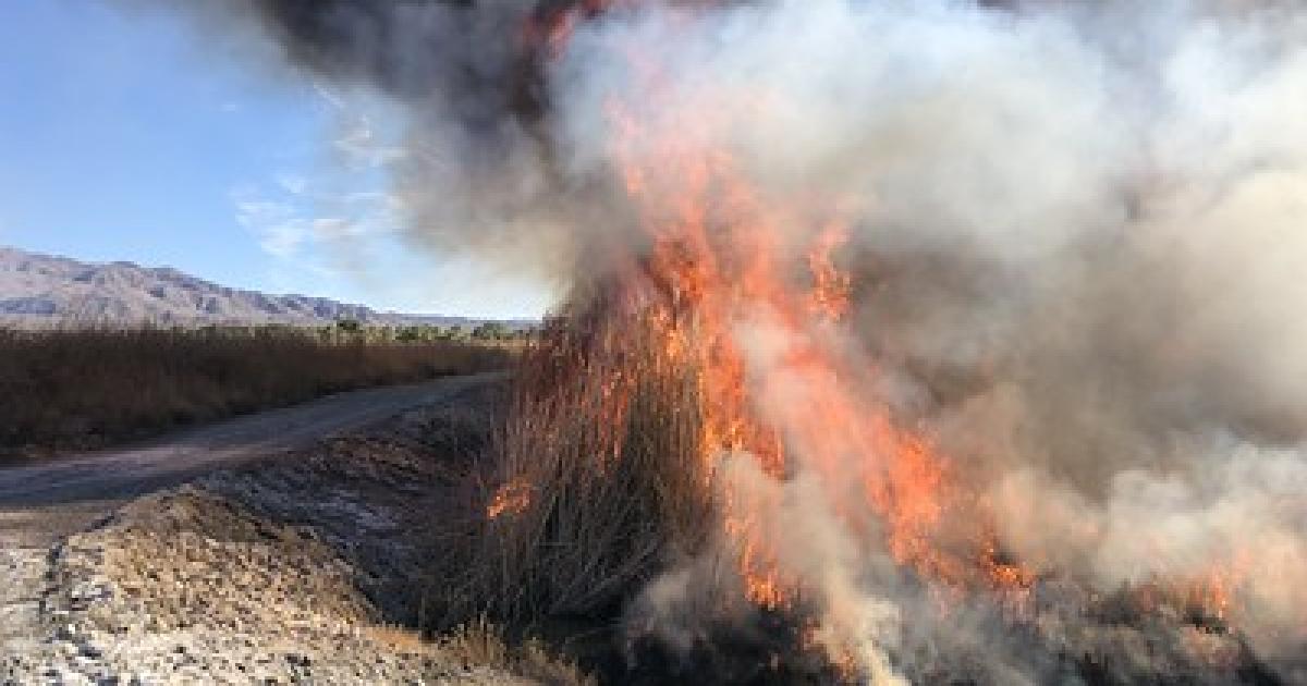 BLM to conduct prescribed fire at Dos Palmas Preserve to improve ...