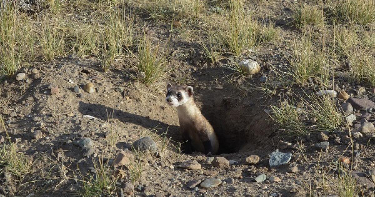 First taste of freedom: 18 captive-born ferrets released in northwest ...