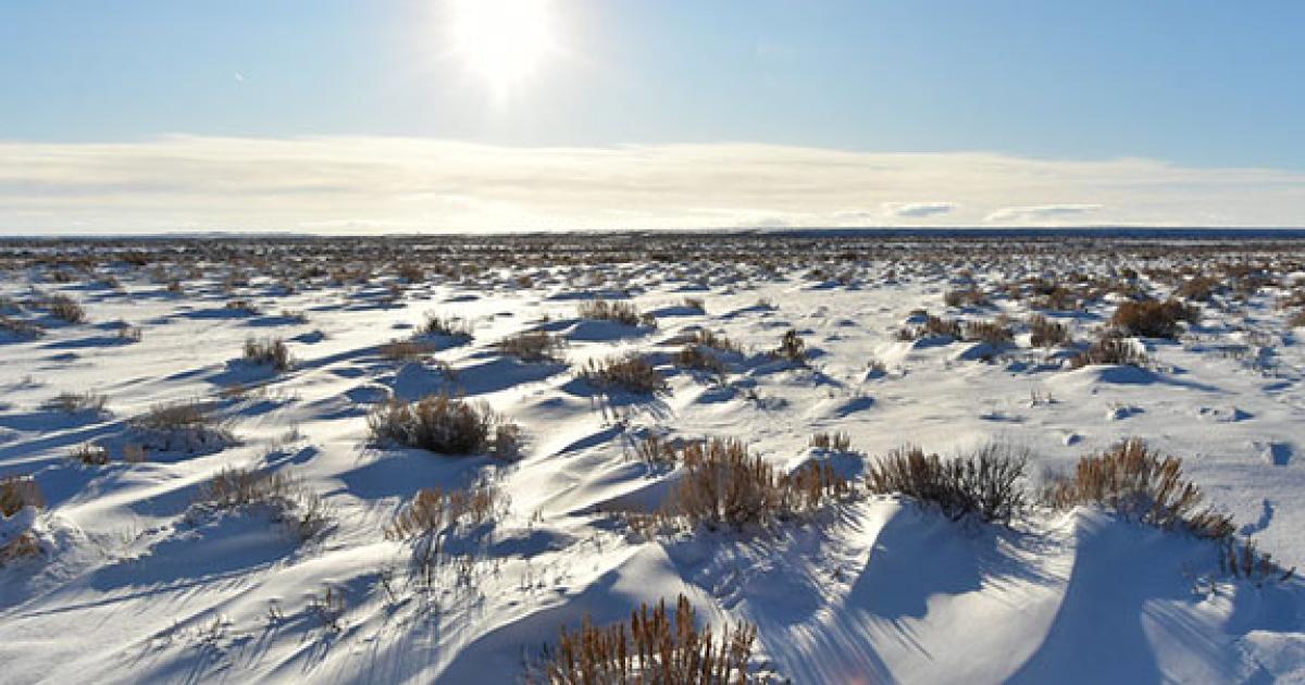 Sagebrush in winter | Bureau of Land Management