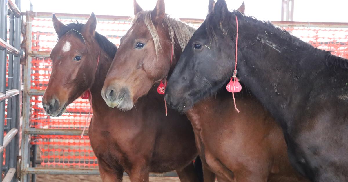 BLM schedules wild horse and burro event in Hallettsville, Texas ...