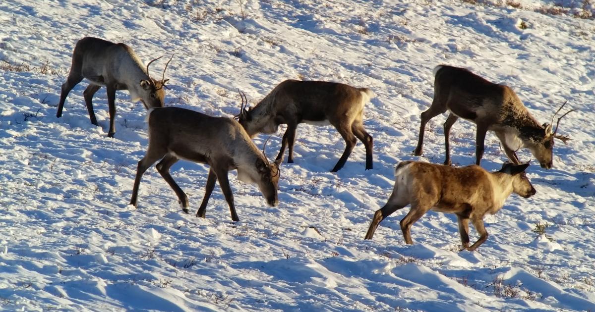 BLM increases harvest limit for the Fortymile Caribou Federal ...