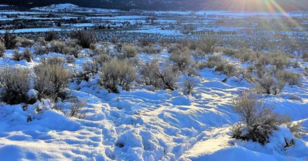 BLM suspends wild horse and burro adoptions due to icy conditions ...