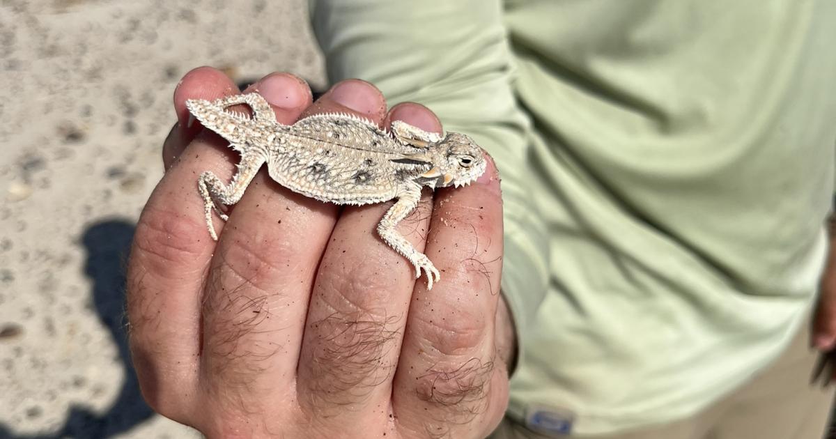 Searching the sand for the flat-tailed horned lizard | Bureau of Land ...