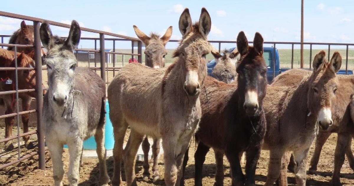 BLM to gather wild burros in the Black Mountain Herd Management Area ...