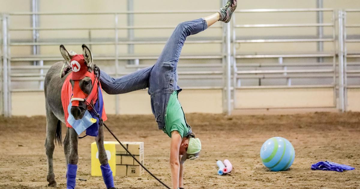 Wild Horses, Burros, and Trainers to Compete in 90-day Challenge ...