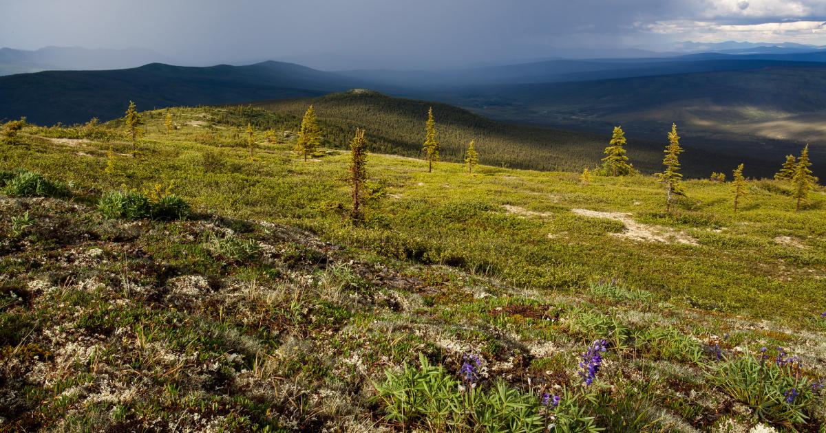 BLM reduces fire closure for the western White Mountains National ...