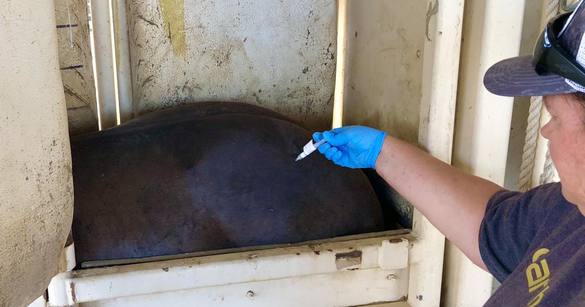 New wild horse fertility control effort underway | Bureau of Land ...